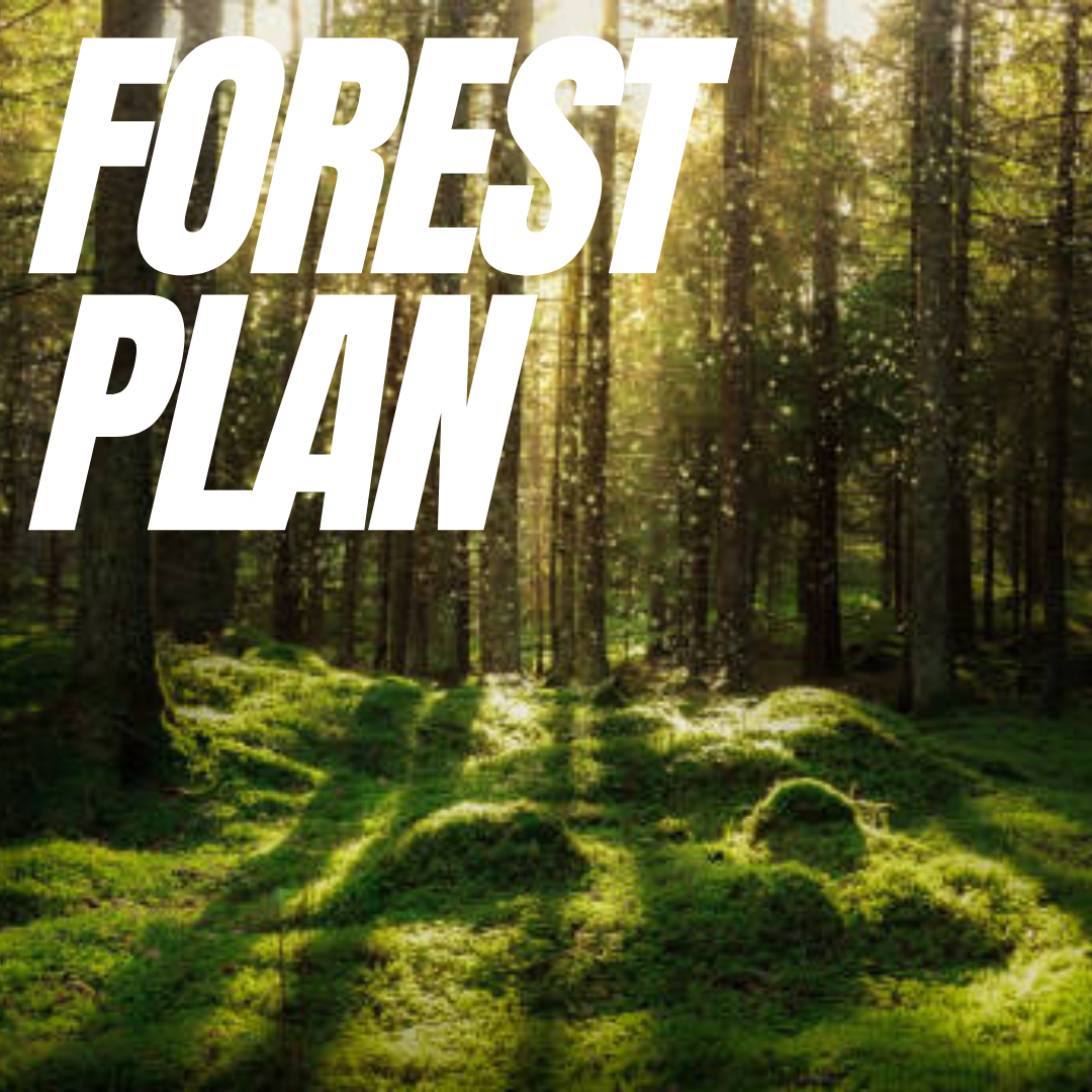 Forest Plan – BO International