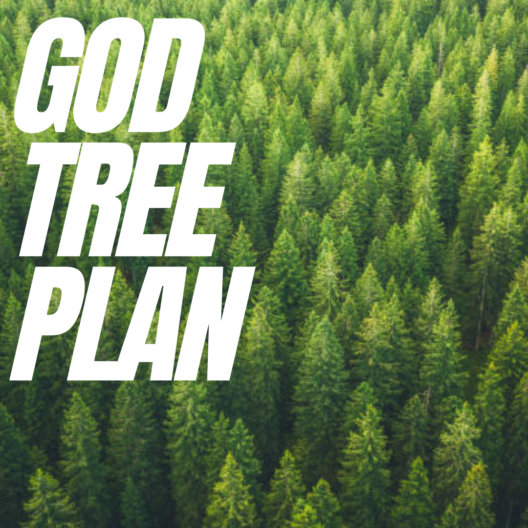 God Tree Plan – BO International