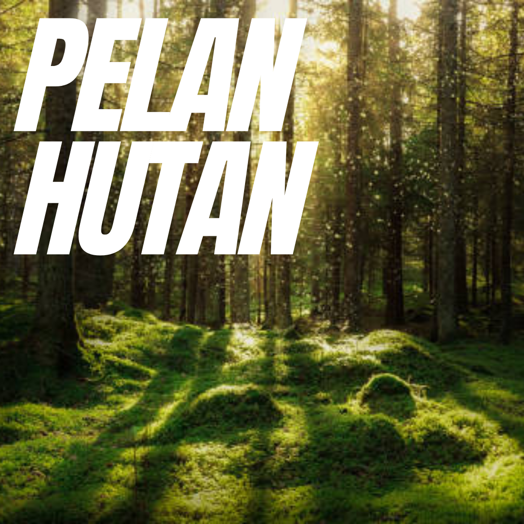 Pelan Hutan – BO International